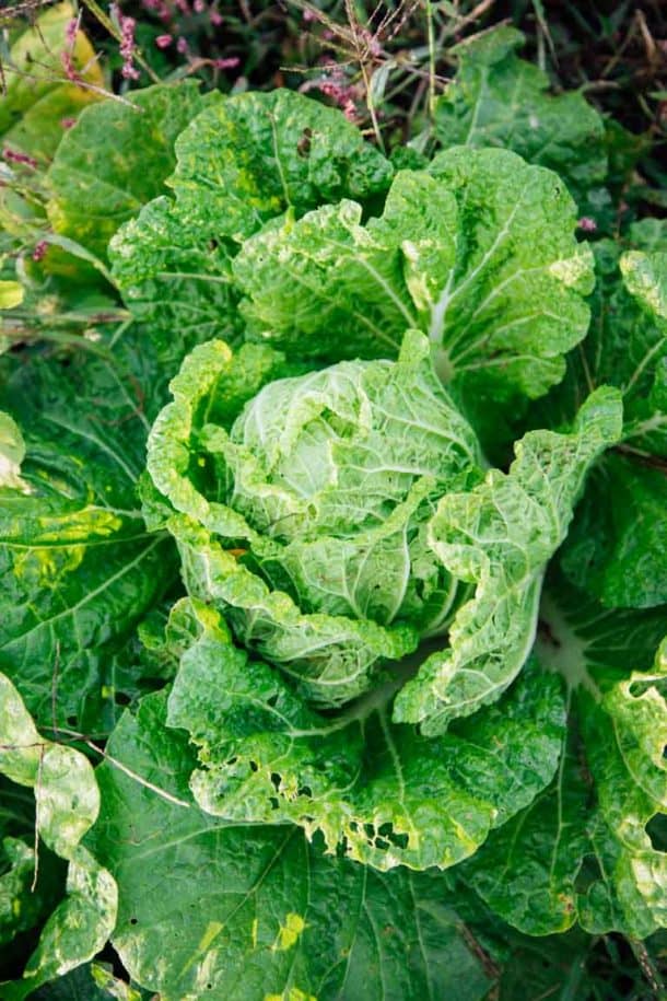 Cabbage Recipes & The Ultimate Guide to Cabbage - Healthy Seasonal Recipes